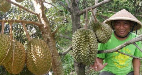 Cara Menanam Pohon Durian Agar Cepat Berbuah Lebat!