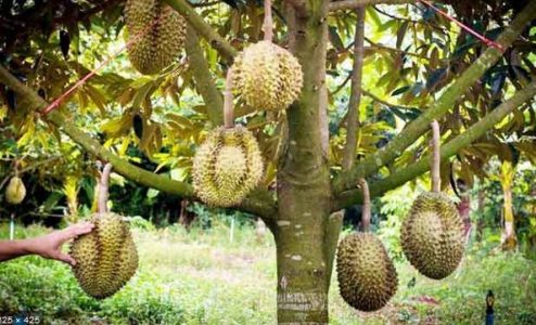 Cara Menanam Pohon Durian Agar Cepat Berbuah Lebat!