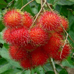 10 Cara Menanam Rambutan Agar Cepat Berbuah dan Manfaatnya!
