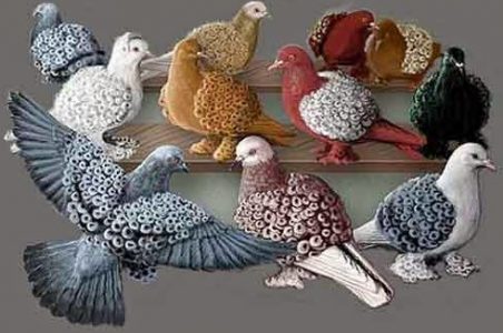 Jenis Burung Merpati Serta Ciri-ciri Burung Merpati Lengkap!!