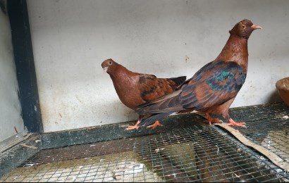 Jenis Burung Merpati Serta Ciri-ciri Burung Merpati Lengkap!!