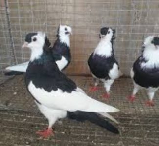 Jenis Burung Merpati Serta Ciri-ciri Burung Merpati Lengkap!!