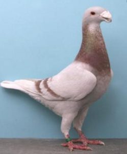 Jenis Burung Merpati Serta Ciri-ciri Burung Merpati Lengkap!!