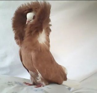 Jenis Burung Merpati Serta Ciri-ciri Burung Merpati Lengkap!!