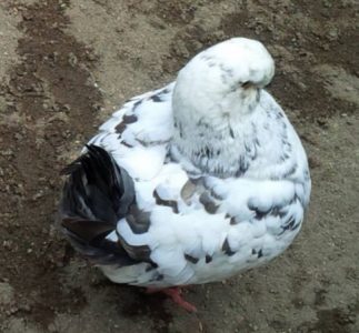 Jenis Burung Merpati Serta Ciri-ciri Burung Merpati Lengkap!!