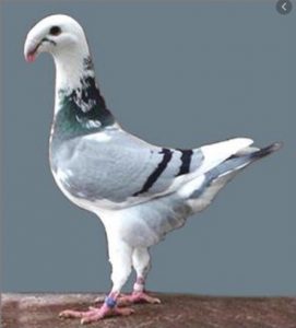 Jenis Burung Merpati Serta Ciri-ciri Burung Merpati Lengkap!!