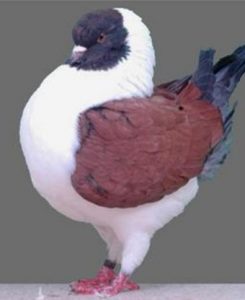 Jenis Burung Merpati Serta Ciri-ciri Burung Merpati Lengkap!!