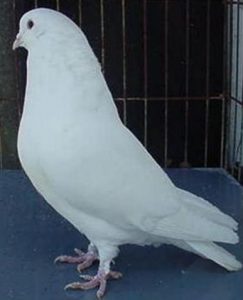 Jenis Burung Merpati Serta Ciri-ciri Burung Merpati Lengkap!!