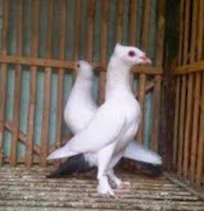 Jenis Burung Merpati Serta Ciri-ciri Burung Merpati Lengkap!!