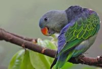 18 Jenis Burung Nuri DiIndonesia Beserta Gambar Terlengkap!!