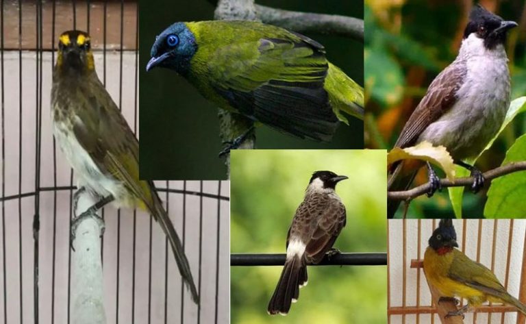 Jenis Burung Kutilang, keunikan dan Cara Mengawinkan Burung Kutilang