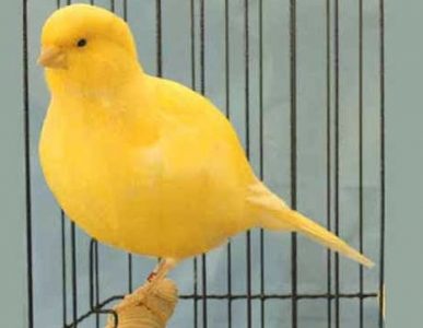 Jenis Burung Kenari Dengan Penjelasan dan Gambar Lengkap!!