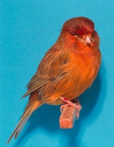 Jenis Burung Kenari Dengan Penjelasan dan Gambar Lengkap!!