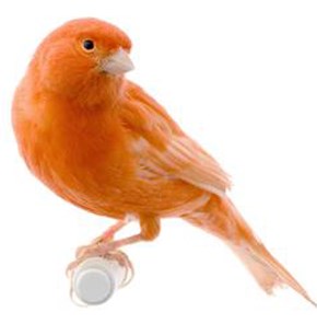 Jenis Burung Kenari Dengan Penjelasan dan Gambar Lengkap!!