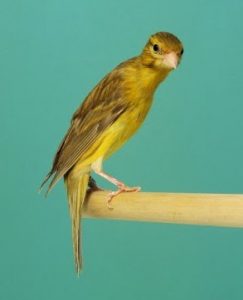 Jenis Burung Kenari Dengan Penjelasan dan Gambar Lengkap!!