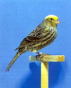 Jenis Burung Kenari Dengan Penjelasan dan Gambar Lengkap!!