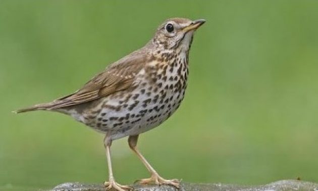 Jenis Burung Diberbagai Negara Beserta Gambar Terlengkap!!