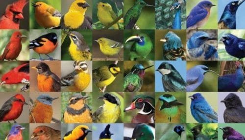 Jenis Burung Kecil Yang Harus Kalian Ketahui Beserta Gambar Lengkap!!