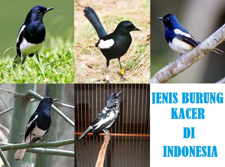 5 Jenis Burung Kacer Di indonesia Beserta Ganbar Terlengkap!!