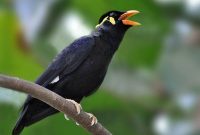 Mengenal Jenis Burung Beo Yang Wajib Anda Pelihara Dirumah