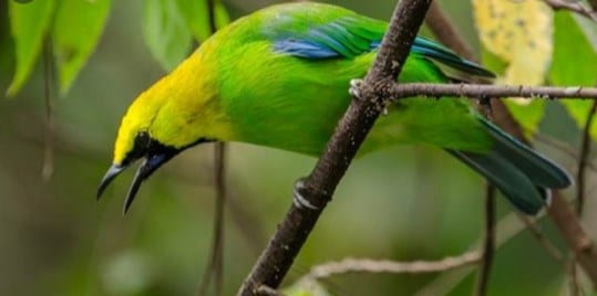 Jenis Burung Cucak Ijo Lengkap Beserta Gambar dan Ciri Khas