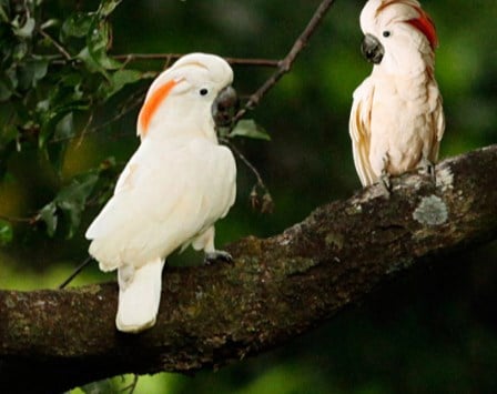 13 Jenis Burung Kakatua Beserta Gambar dan Habitat Aslinya