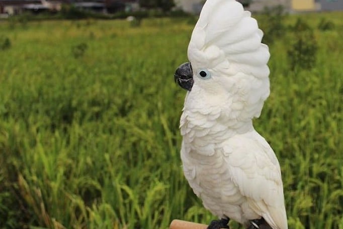 13 Jenis Burung Kakatua Beserta Gambar dan Habitat Aslinya