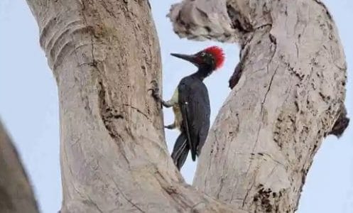 Mengenal Jenis Burung Pelatuk Terbaik yang Perlu Diketahui