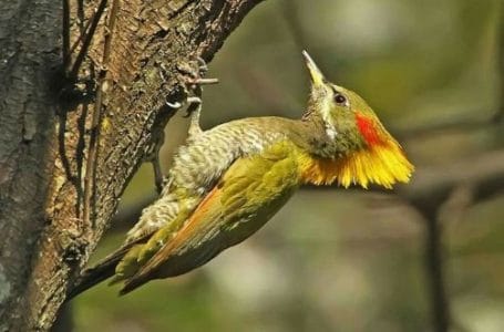 Mengenal Jenis Burung Pelatuk Terbaik yang Perlu Diketahui