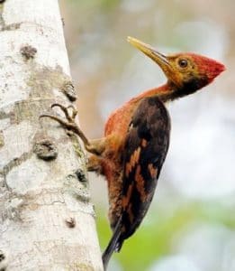 Mengenal Jenis Burung Pelatuk Terbaik yang Perlu Diketahui