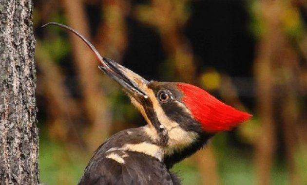 Mengenal Jenis Burung Pelatuk Terbaik yang Perlu Diketahui