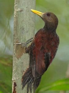 Mengenal Jenis Burung Pelatuk Terbaik yang Perlu Diketahui