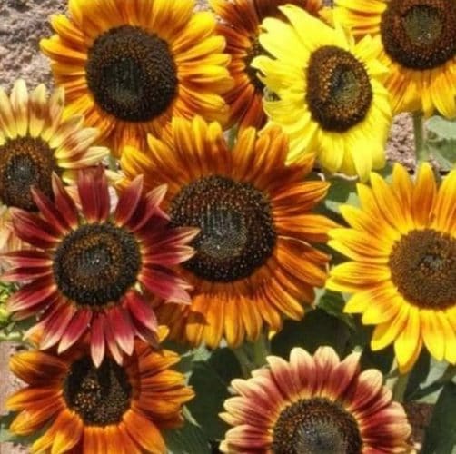 Mengenal Jenis Bunga Matahari Cantik Lengkap Beserta Gambar