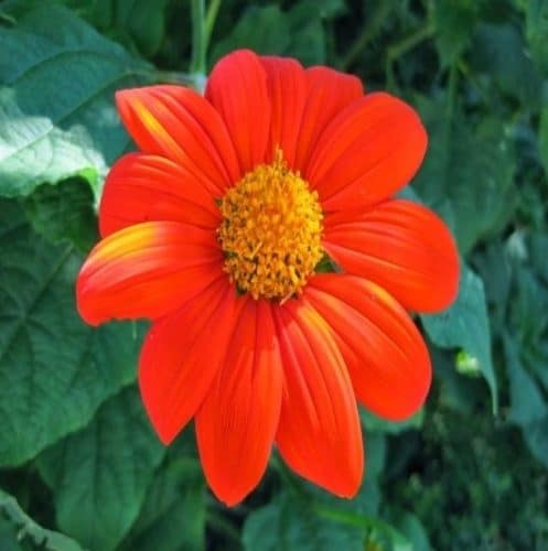 Mengenal Jenis Bunga Matahari Cantik Lengkap Beserta Gambar