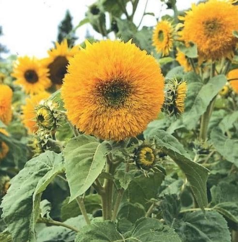 Mengenal Jenis Bunga Matahari Cantik Lengkap Beserta Gambar