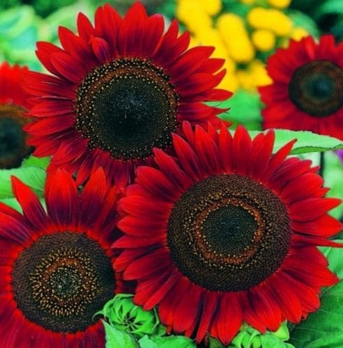 Mengenal Jenis Bunga Matahari Cantik Lengkap Beserta Gambar