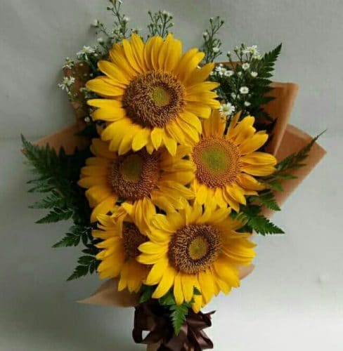 Mengenal Jenis Bunga Matahari Cantik Lengkap Beserta Gambar