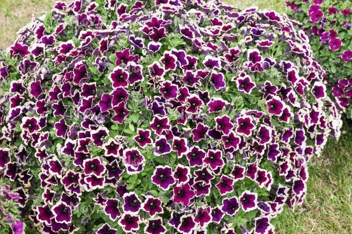 Mengenal 10 Jenis Bunga Petunia Wajib Kalian Tahu!